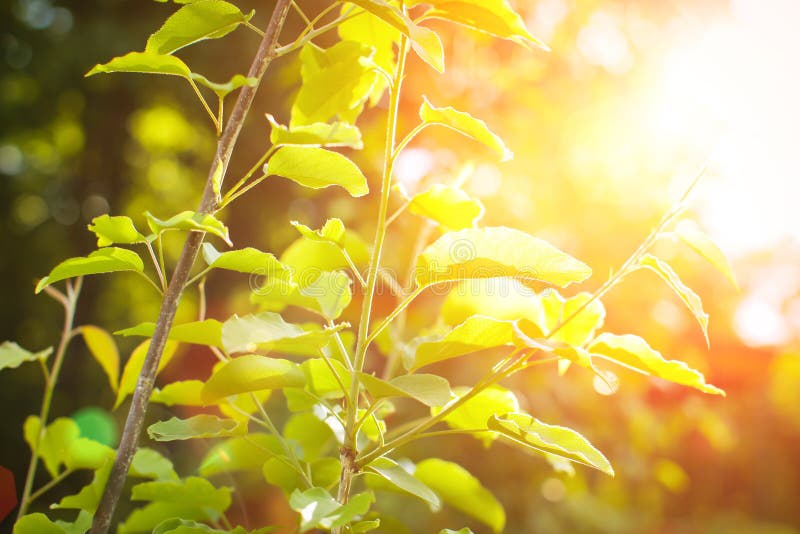 Green Leaves with Sun Ray. Young Plant in the Rays of the Sunset Stock ...
