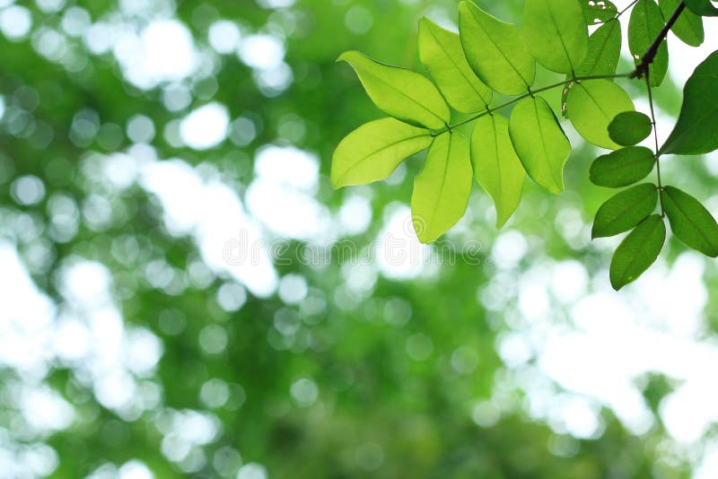 Green leaves with sunlight stock photo. Image of background - 97587700