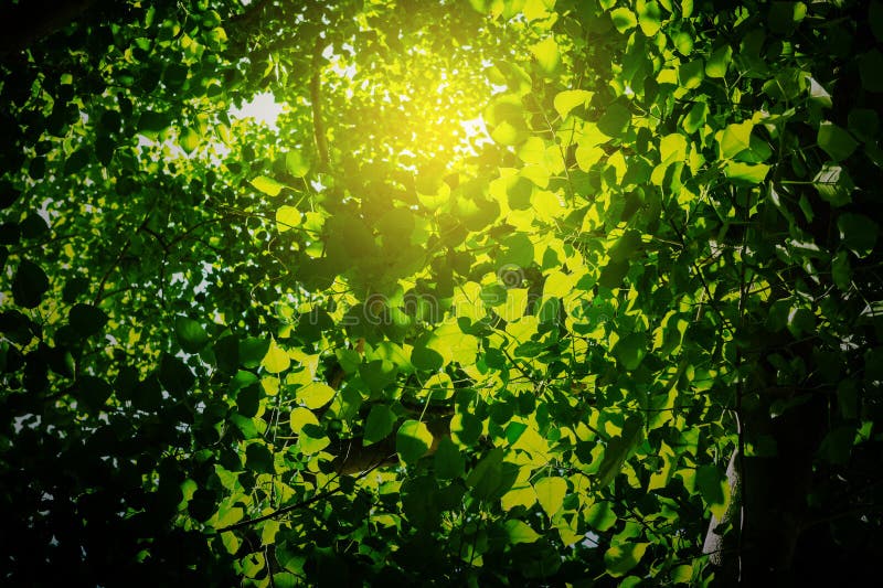Green leaves with sunlight stock photo. Image of park - 116268528