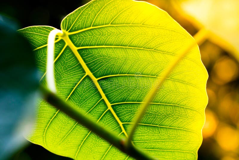 Green leaves on sunlight stock photo. Image of bokeh - 71995028