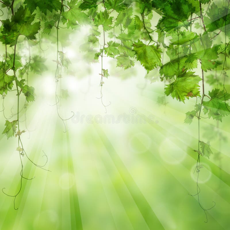 Green Leaves with Sunlight. Nature Bio Concept Stock Illustration ...