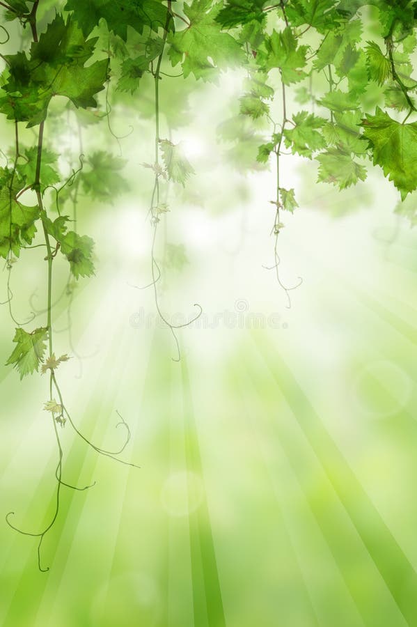 Green Leaves with Sunlight. Nature Bio Concept Background Stock Photo ...