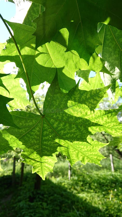 Green Leaves in Sunlight. Play of Light and Shadow Stock Image - Image ...