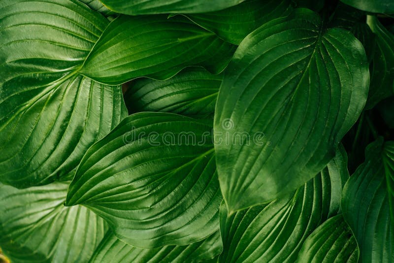 Green leaves texture stock image. Image of foliage, leaf - 119313951