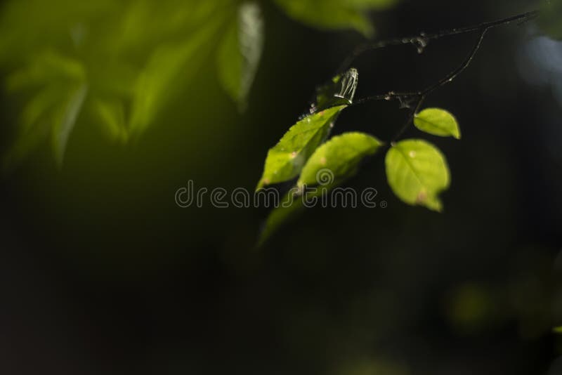 Green Leaves in Sunlight. Leaves of Tree Stock Photo - Image of ...