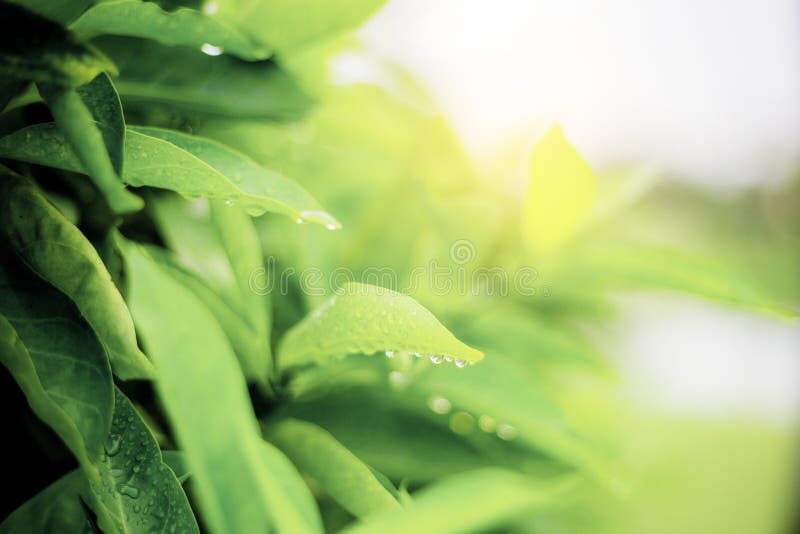 Green leaves at sunlight stock image. Image of fresh - 137808241