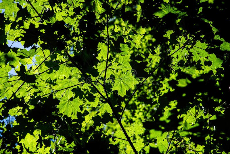 142 Tree Opacity Stock Photos - Free & Royalty-Free Stock Photos from ...