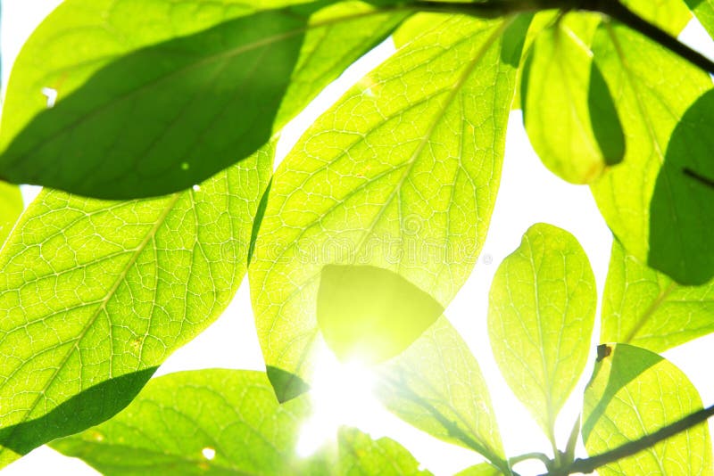 Green leaves and sunshine stock image. Image of summer - 5856041
