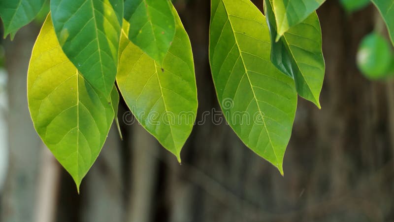 Green Leaves on the Surface of a Large Tree. Stock Image - Image of ...
