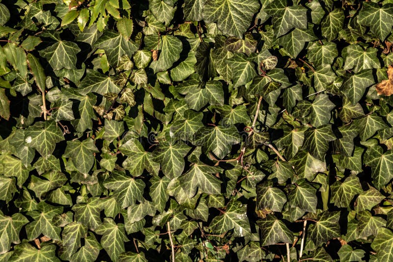 Green Leaves Surface Texture in Good Condition Stock Photo - Image of ...