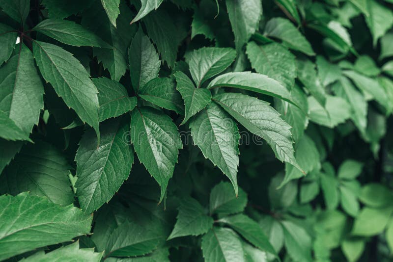 Green leaves surface. stock photo. Image of growth, light - 220648712