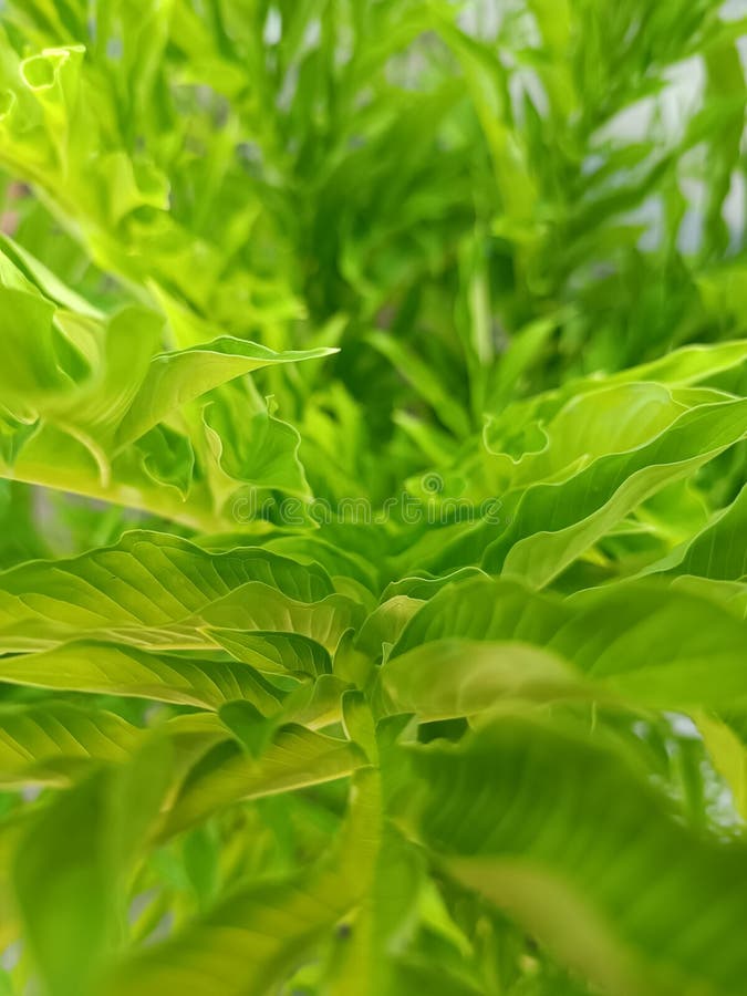 Green Leaves of the Suweg Tree that Grows in the Yard during the Day ...