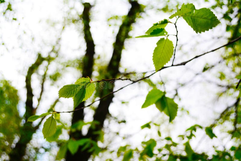 Green Leaves Swaying in the Wind ðŸŒ¿ Stock Photo - Image of shrub ...