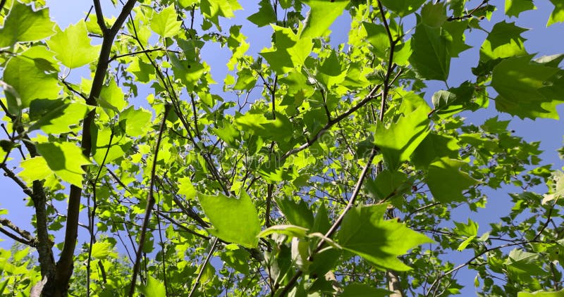 The Green Leaves of the Sycamore Tree in Spring with a Blue Sky Stock ...