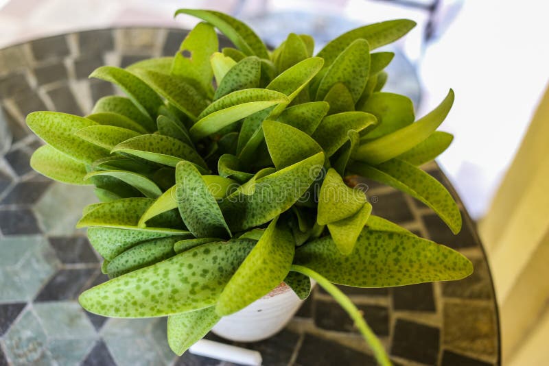 Green Leaves on table stock photo. Image of drop, forest - 148394224