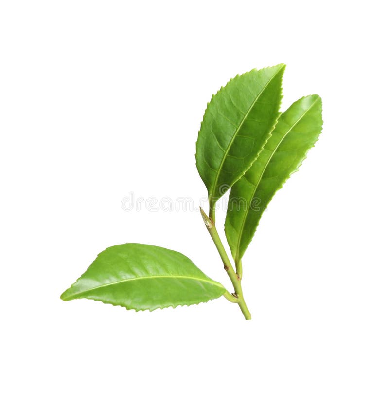 Green Leaves of Tea Plant Isolated Stock Image - Image of background ...
