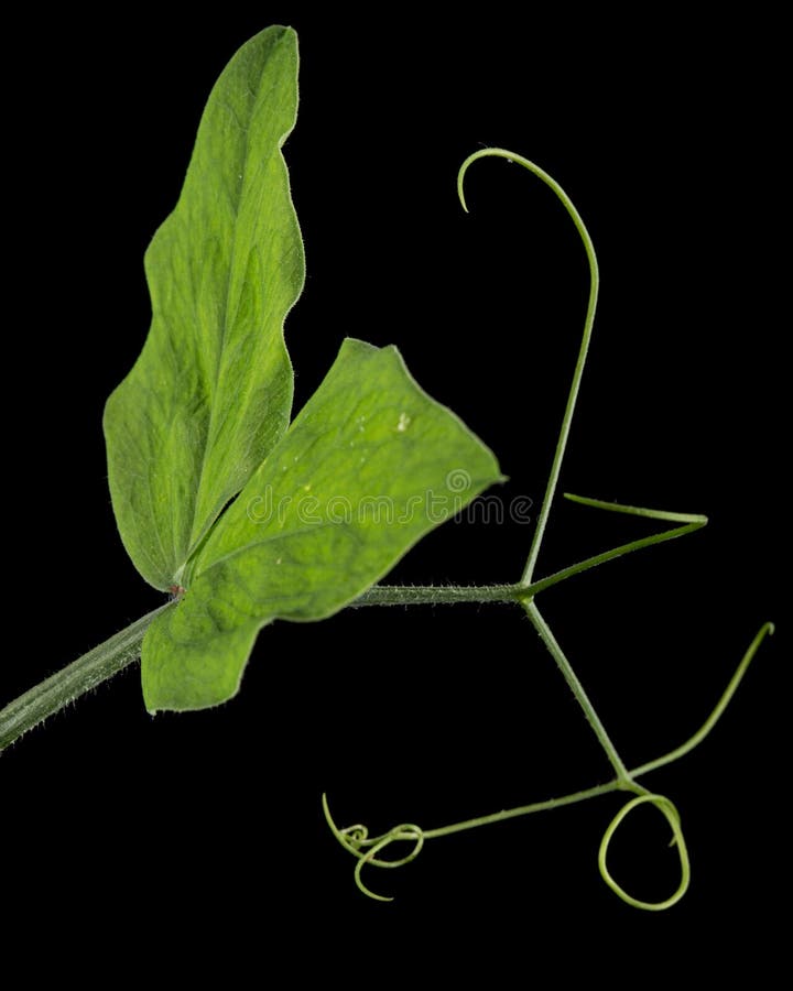Green Leaves and Tendrils of Sweet Pea, Isolated on Black Background ...