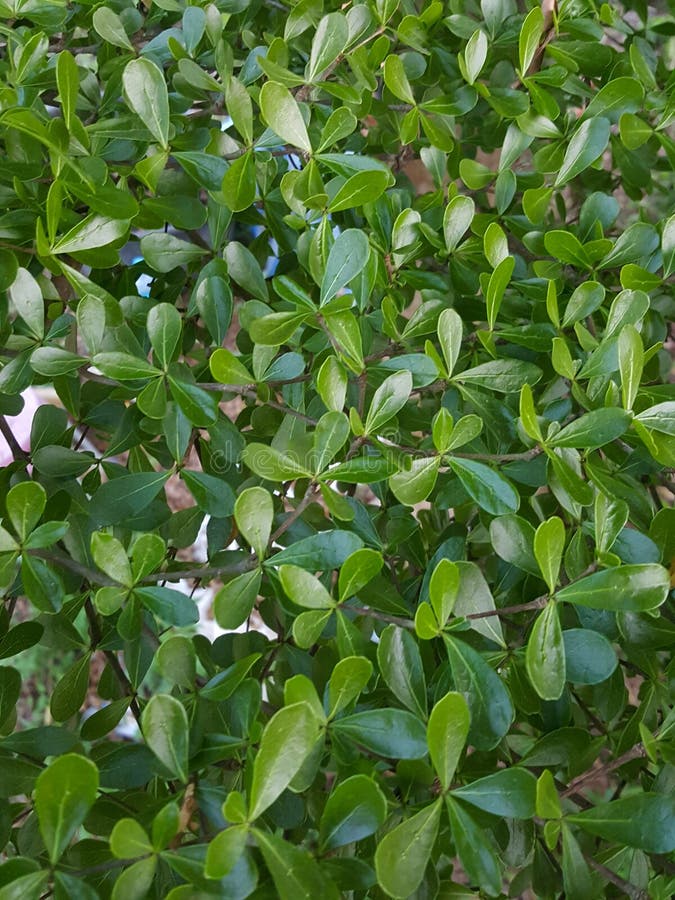 Green leaves terminalia stock image. Image of autumn - 243219741