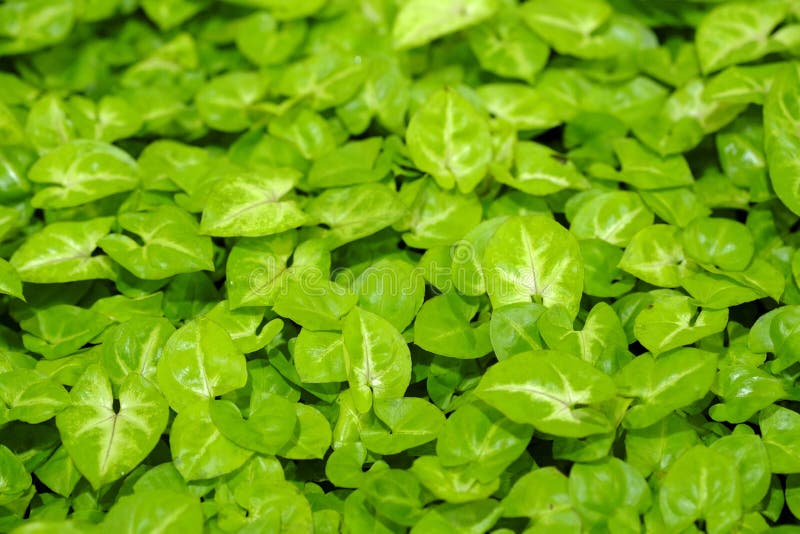 Green Leaves Texture Background, Colorful Leaves, Nature Concept ...