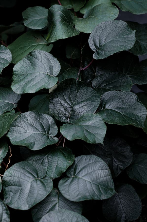 Green Leaves Texture Background on the Dark. Foliage of Nature Stock ...