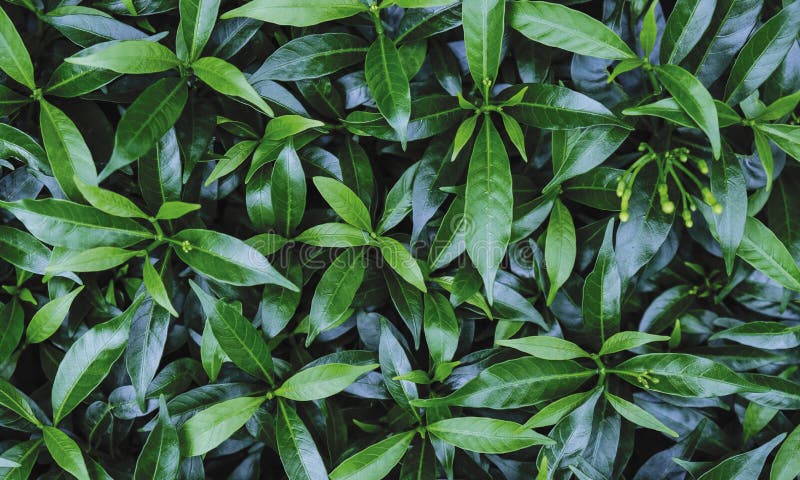 Green Leaves Texture Background Stock Image - Image of summer, green ...