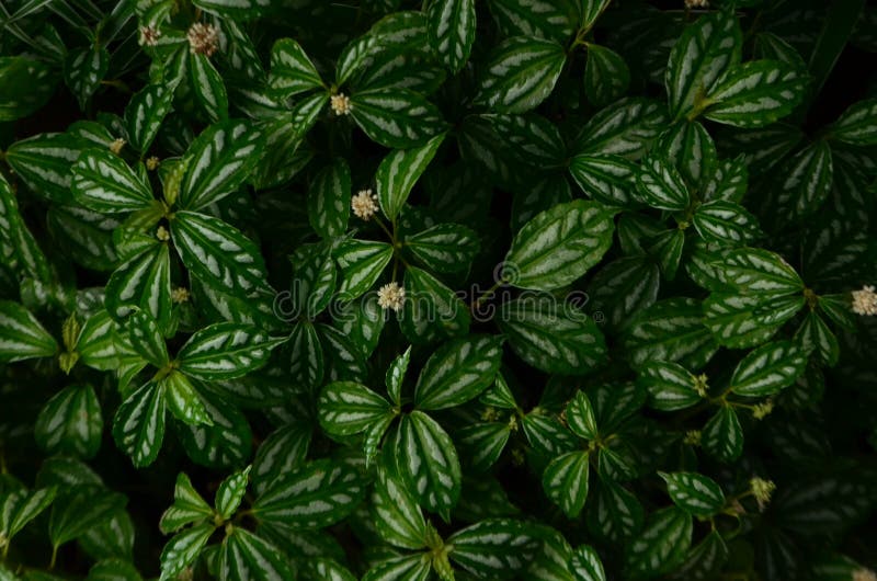 Green Leaves Texture Background, Natural Background and Wallpaper Stock ...