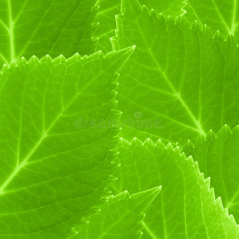 Green Leaves Texture and Background Stock Photo - Image of tree, leaves ...
