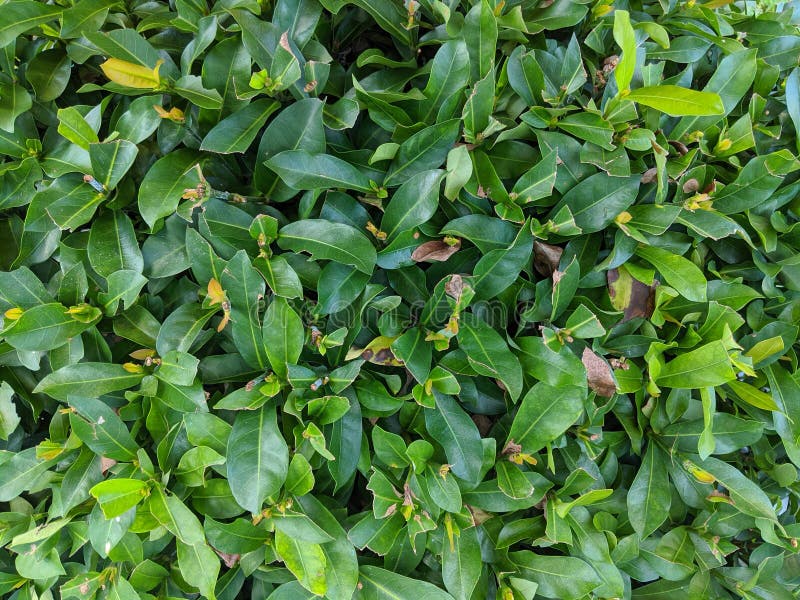 Green Leaves Texture Background, Top View Shot Stock Photo - Image of ...