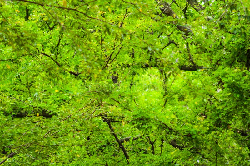 Green Leaves Texture at a Botanical Garden Stock Photo - Image of ...