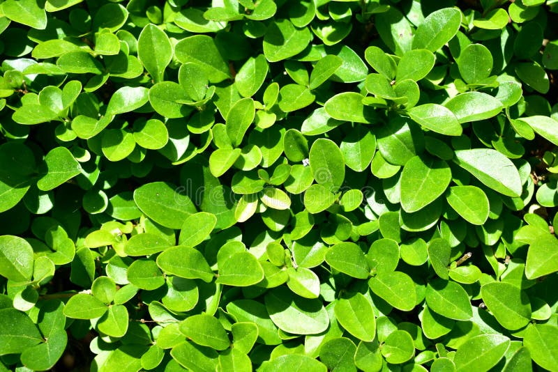 Green Leaves Texture. Bush Background. Stock Photo - Image of forest ...