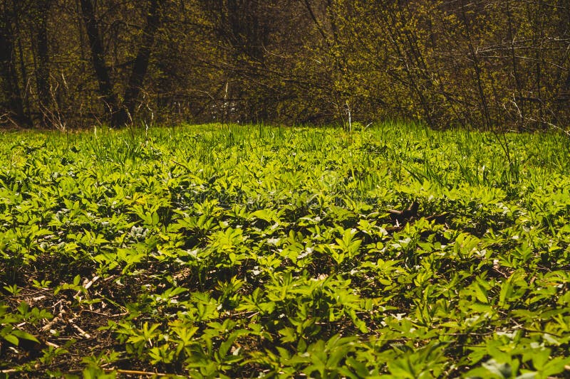 Green Leaves Texture. Greenery Nature Background Stock Photo - Image of ...
