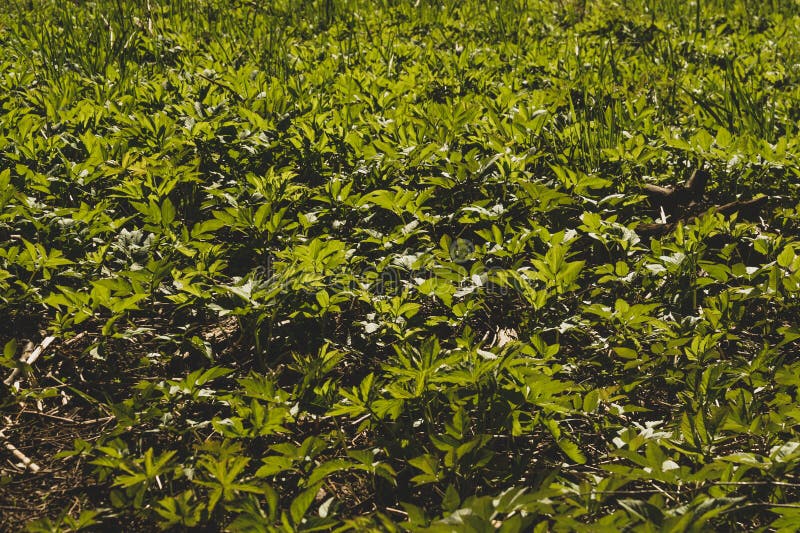 Green Leaves Texture. Greenery Nature Background Stock Image - Image of ...