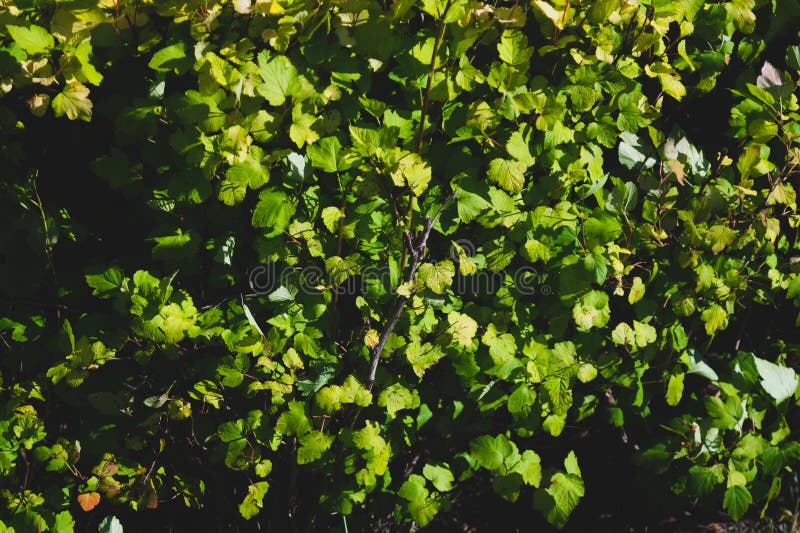 Green Leaves Texture. Greenery Nature Background Stock Photo - Image of ...
