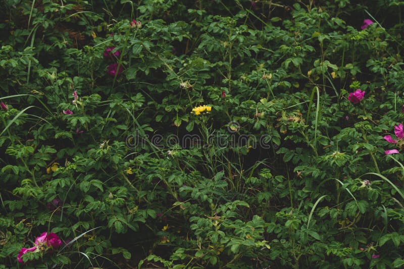 Green Leaves Texture. Greenery Nature Background Stock Photo - Image of ...