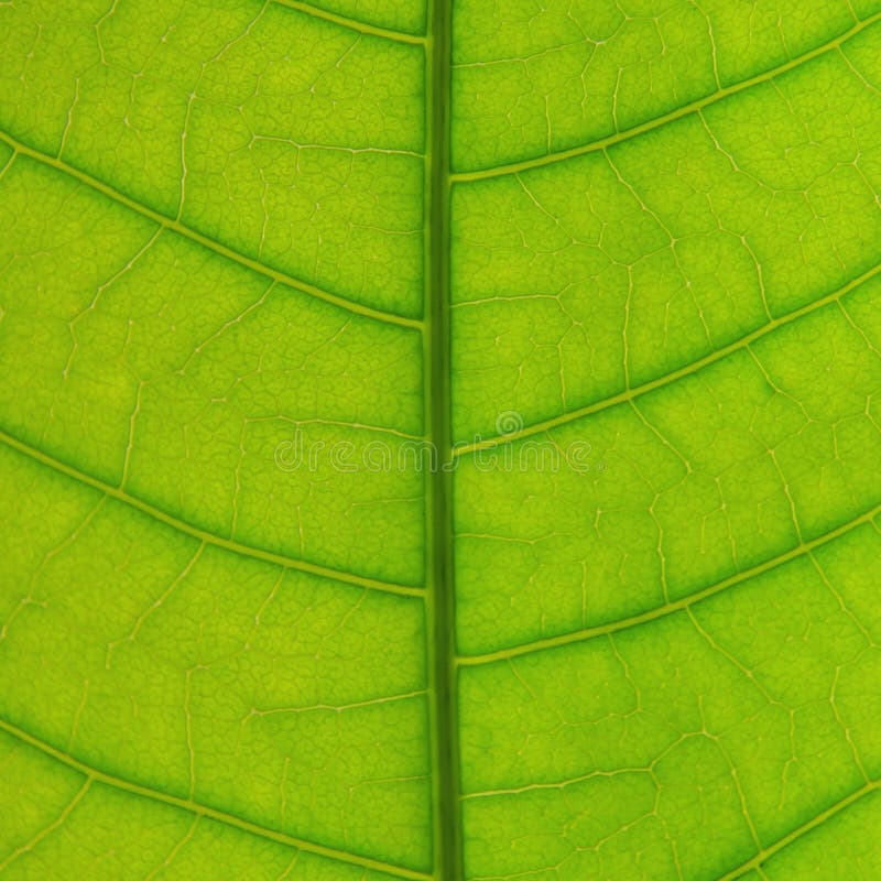 Green Leaves Texture and Leaf Fiber, Background by Detail of Green Leaf ...