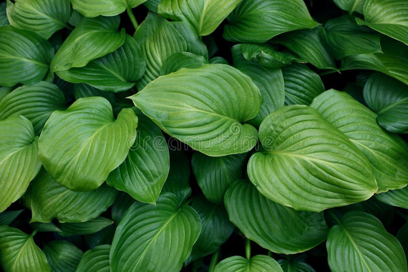 Green Leaves Texture. Leaf Texture Background Stock Photo - Image of ...
