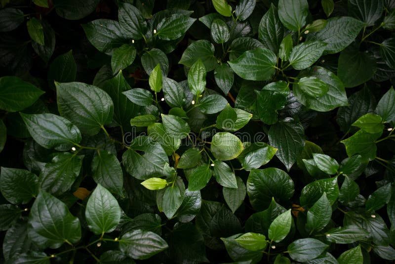 Green Leaves Texture Top View Background. Full Frame of Tropical Dark ...