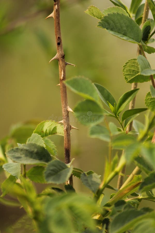 Green Leaves and Thorny Branches Stock Image - Image of green, colors ...