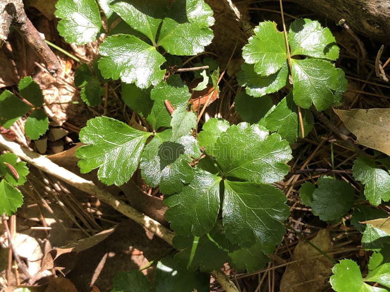 Three Leaf Gold Thread Leaves Stock Photo - Image of three, woods ...