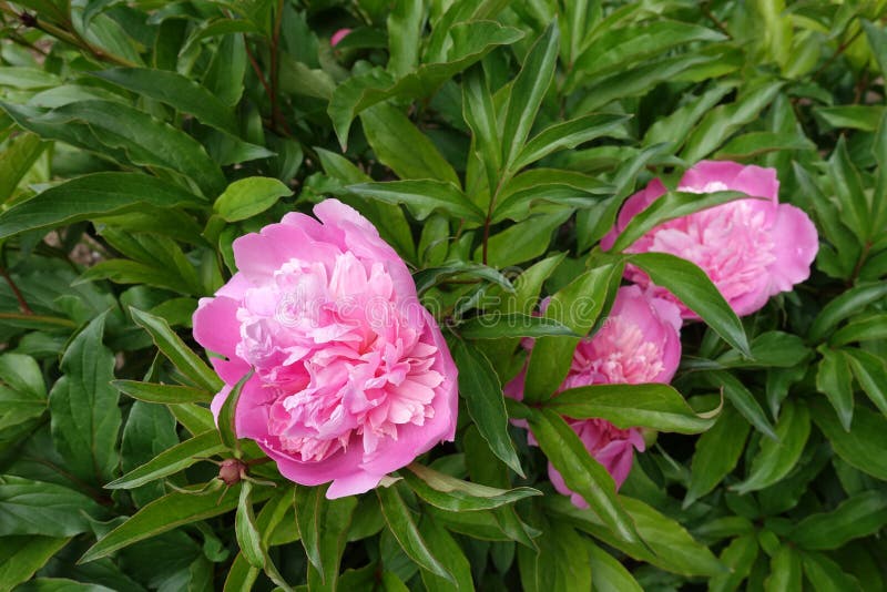 Green Leaves and Three Pink Flowers of Peonies in Mid May Stock Photo ...