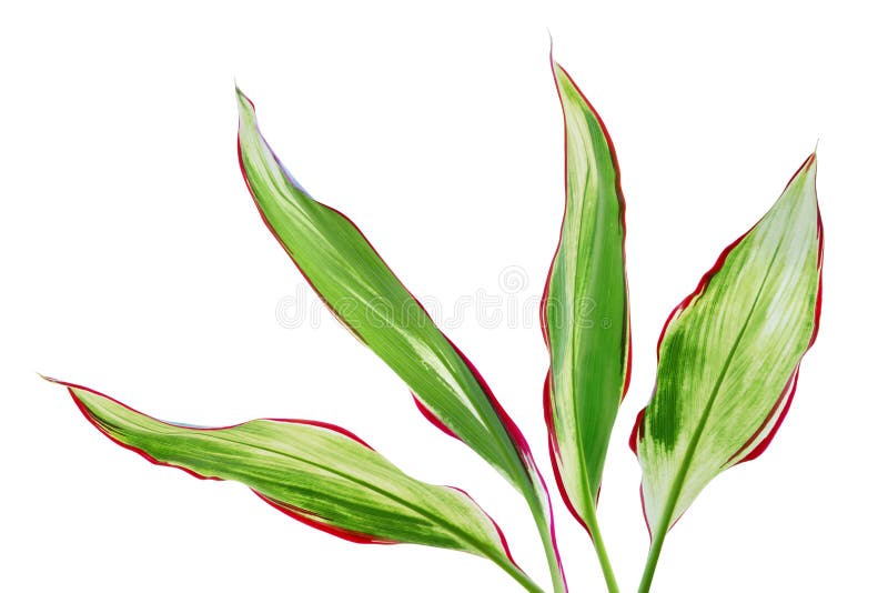 Green Leaves of Ti Plant Isolated on White Background Stock Photo ...