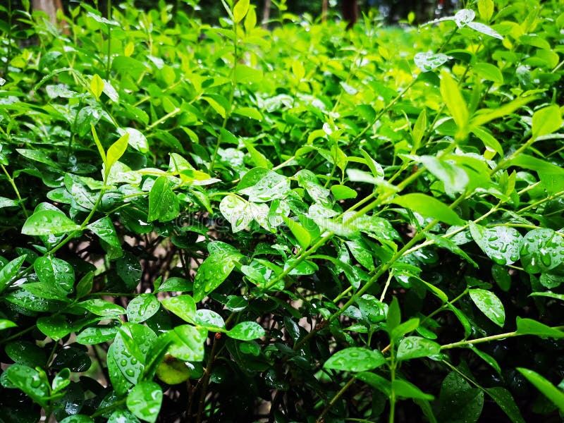Background of Green Leaves after Rain Stock Image - Image of leaf ...