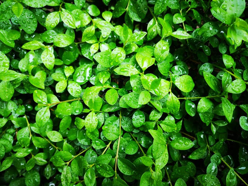 Background of Green Leaves after Rain Stock Photo - Image of drops ...