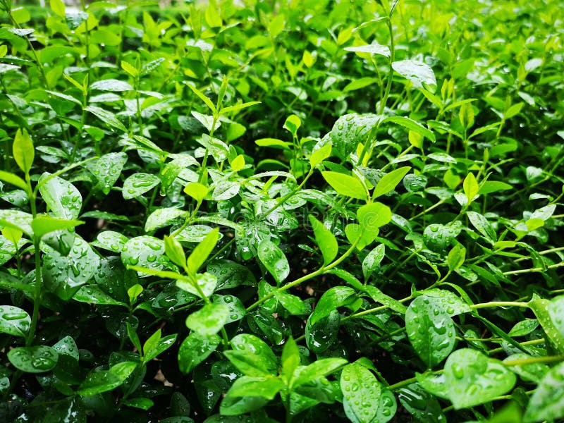 Background of Green Leaves after Rain Stock Photo - Image of bush ...