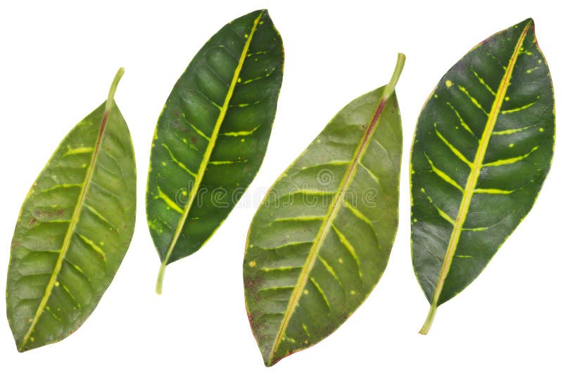 Green Leaves Top and Bottom Stock Image - Image of fresh, symbol: 24288067