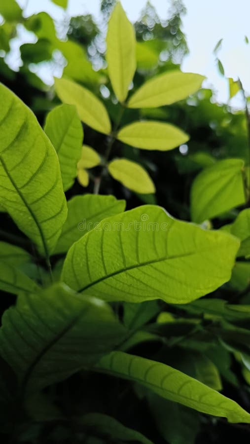 Green Leaves with a Touch of Light Color Stock Photo - Image of color ...
