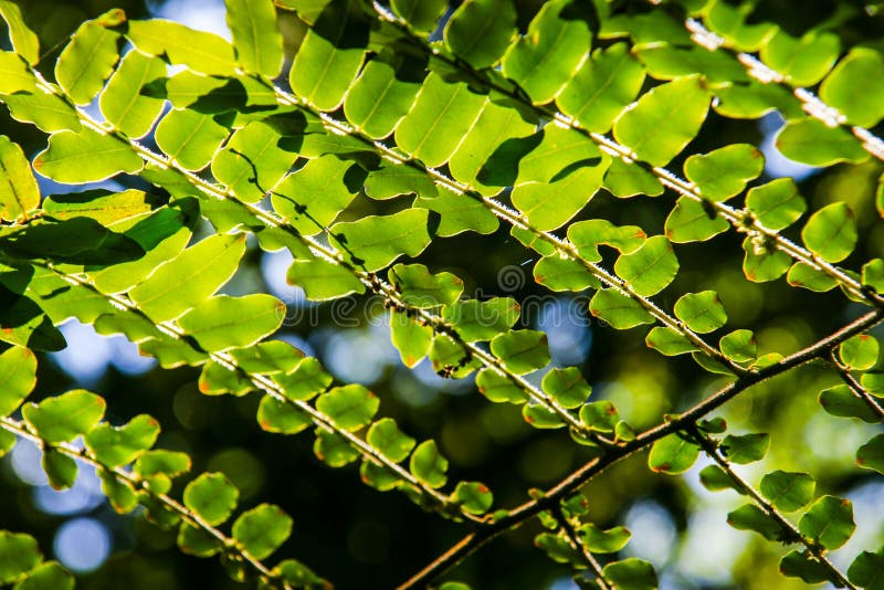 Green Leaves Transparent Texture Background Stock Photo - Image of ...