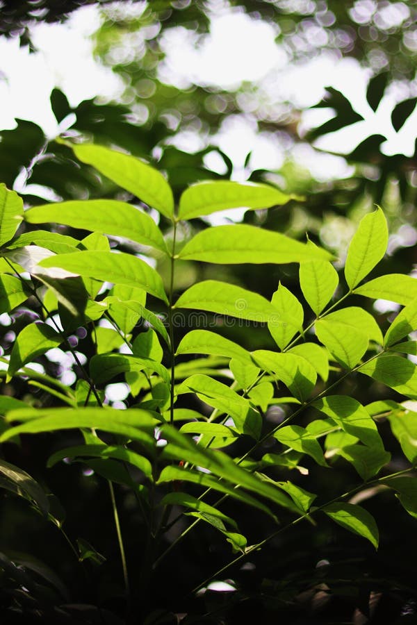 Green leaves of a tree stock photo. Image of tree, high - 156845386
