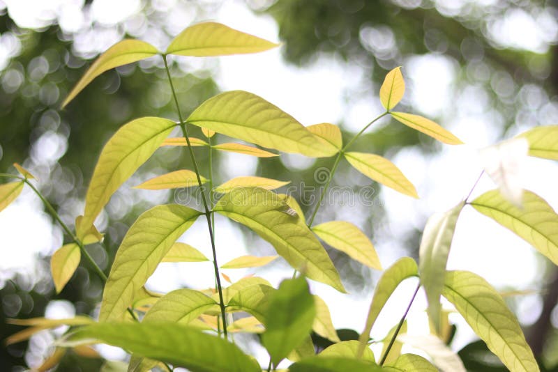 Green leaves of a tree stock image. Image of resolution - 156845387