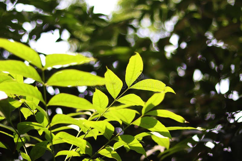 Green leaves of a tree stock photo. Image of resolution - 156845408